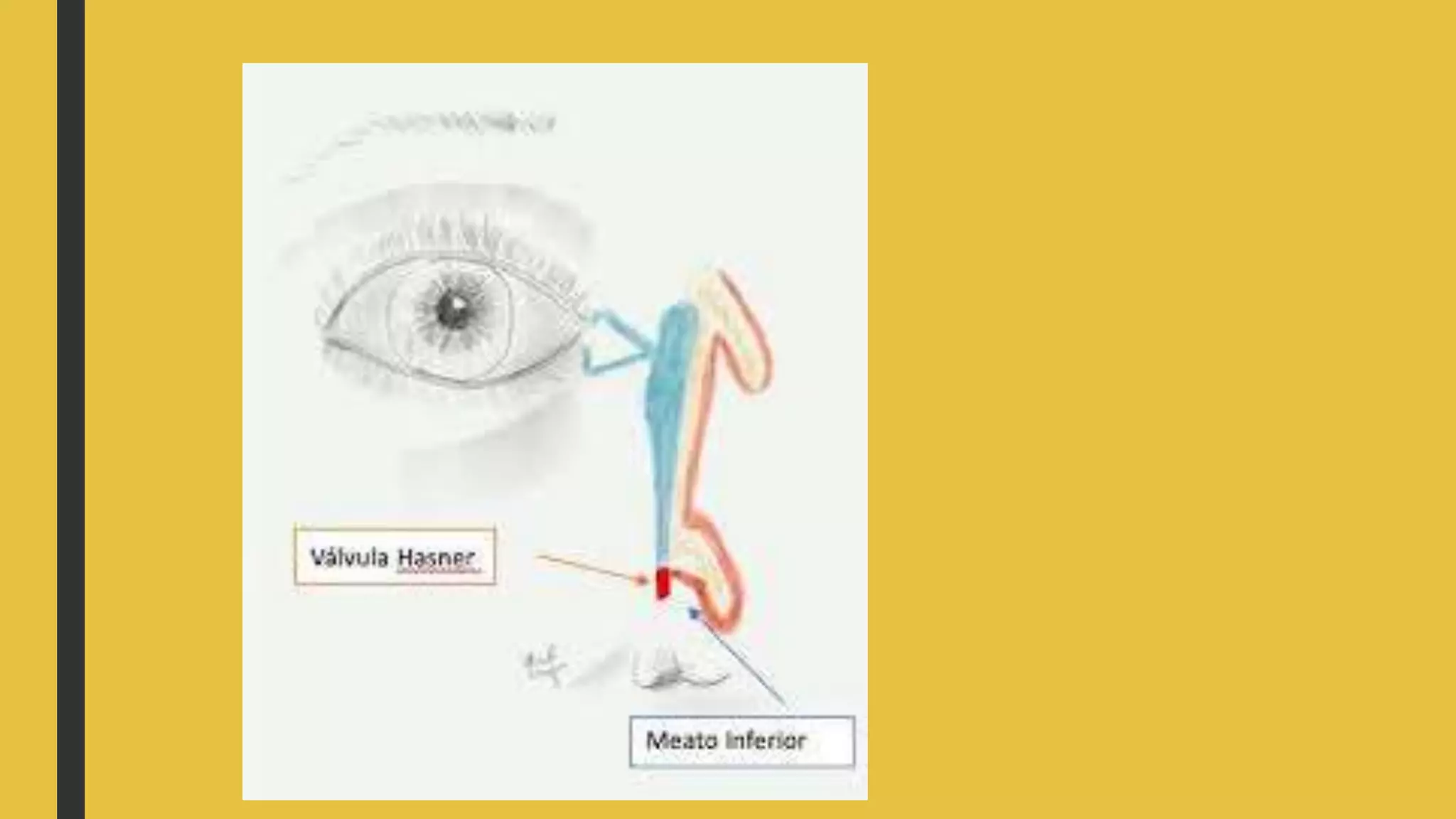 Anatomia de la orbita y sus componentes. | PPT