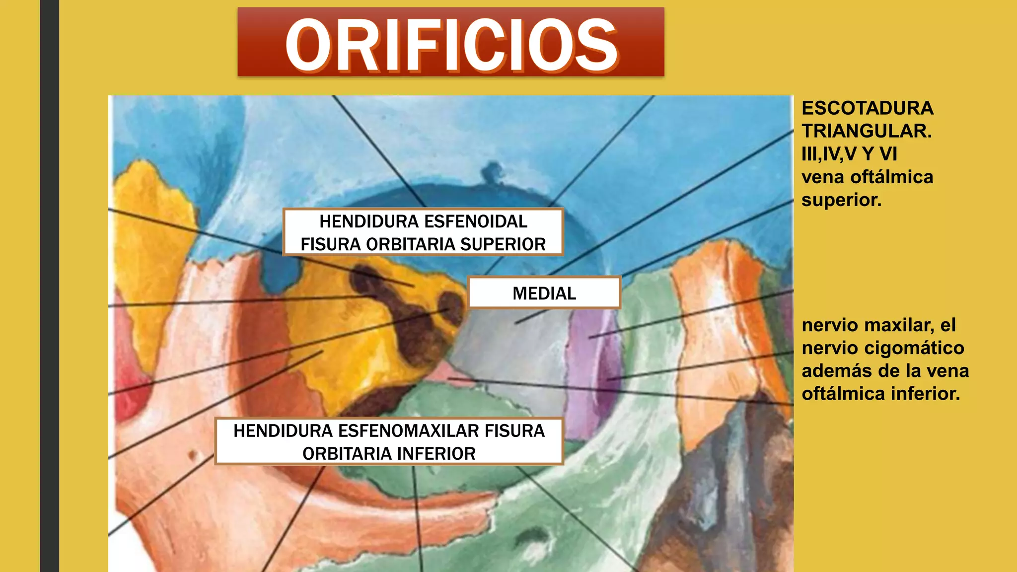 Anatomia de la orbita y sus componentes. | PPT