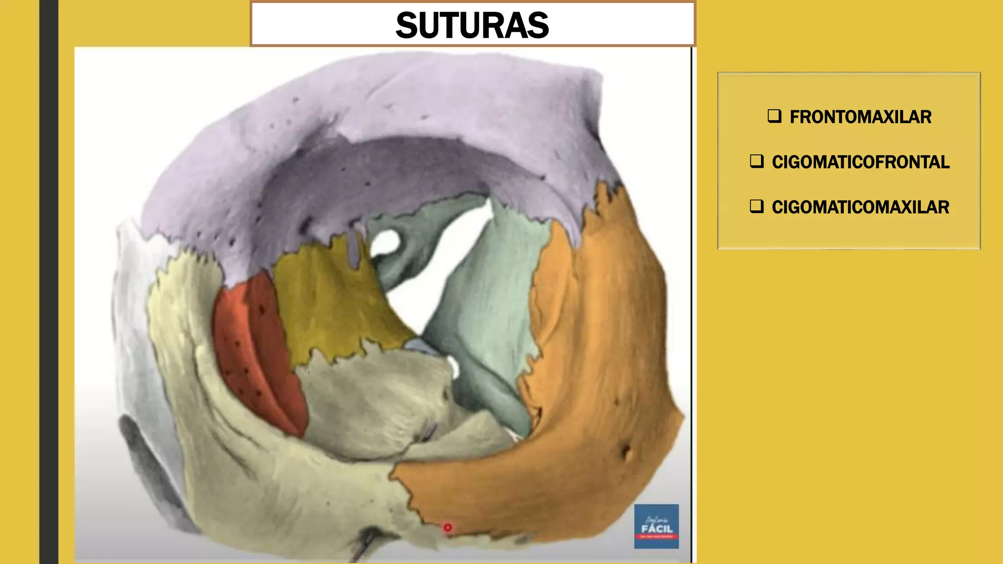 Anatomia de la orbita y sus componentes. | PPT