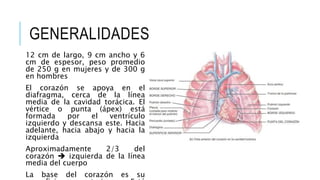 ANATOMIA DEL APARATO CARDIOVASCULAR.pptx