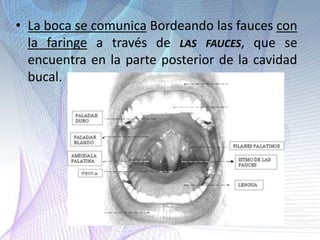 Anatomia del aparato digestivo | PPTX