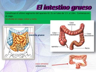Anatomia del aparato digestivo | PPTX
