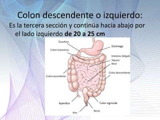 Anatomia del aparato digestivo | PPTX