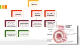 Anatomia del aparato digestivo.pptx