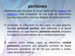 Anatomia del aparato digestivo (1) | PPTX