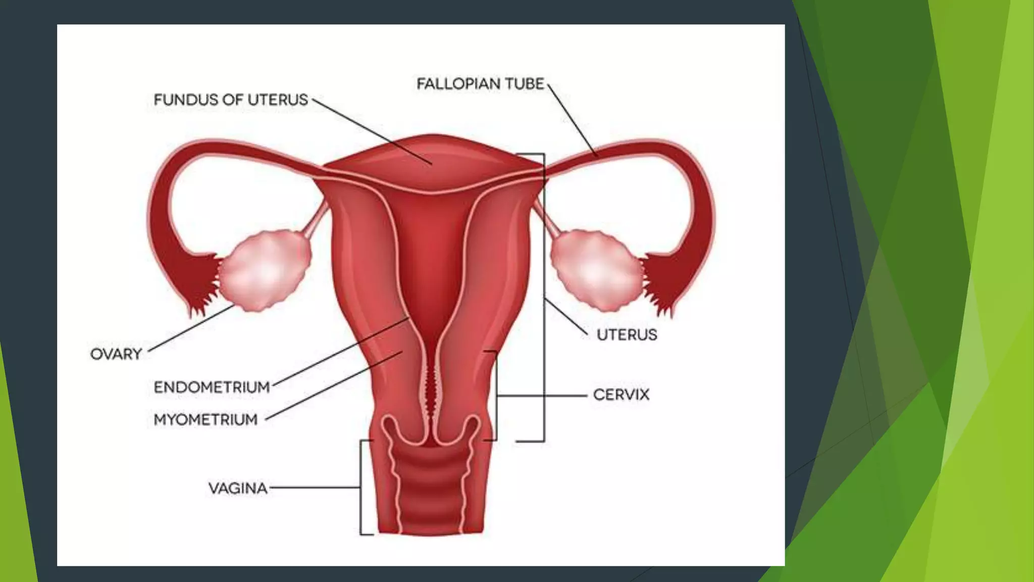 Anatomia Del Aparato Genital Femenino Ppt