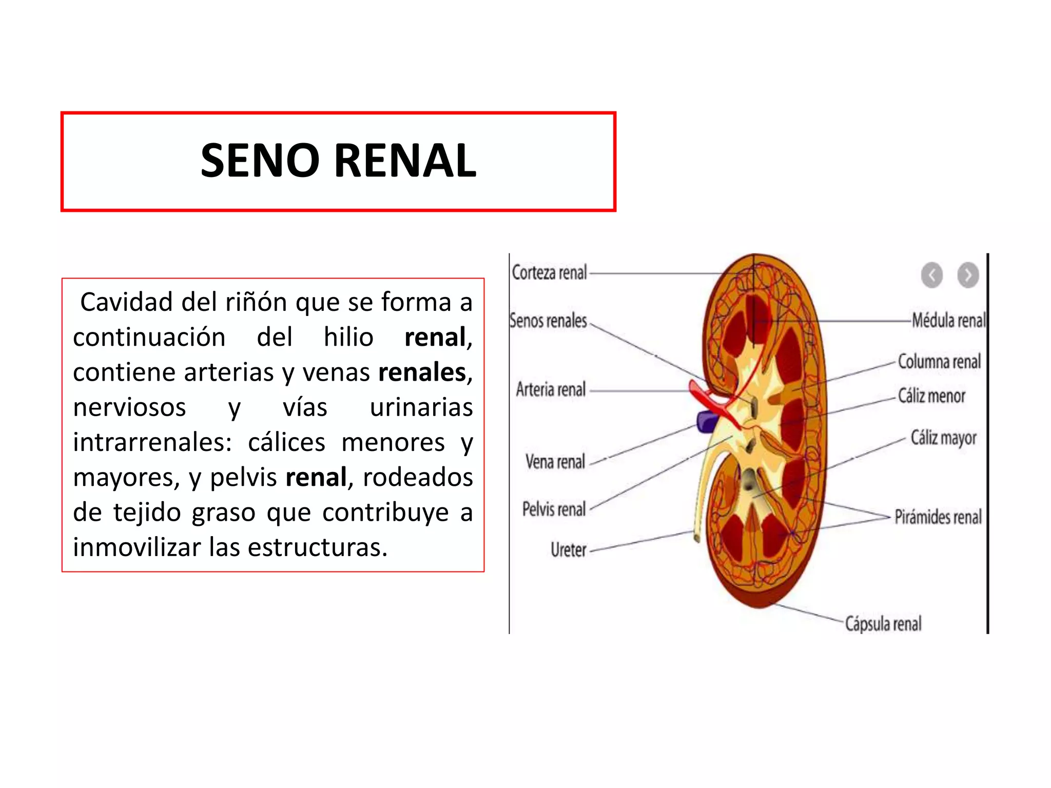ANATOMIA DEL APARATO GENITOURINARIO MASCULINO.pptx
