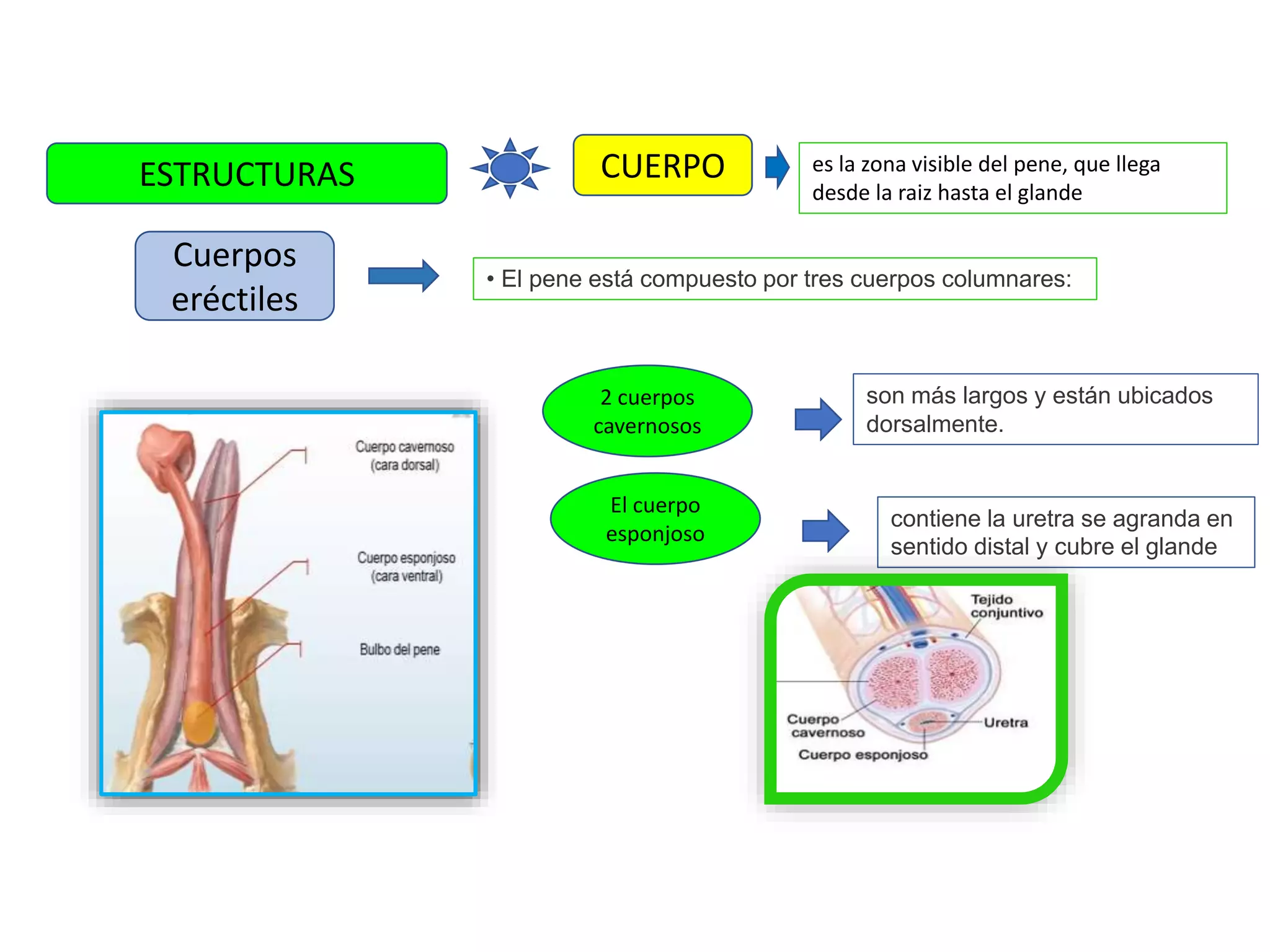 ANATOMIA DEL APARATO GENITOURINARIO MASCULINO.pptx