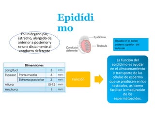 ANATOMIA DEL APARATO GENITOURINARIO MASCULINO.pptx