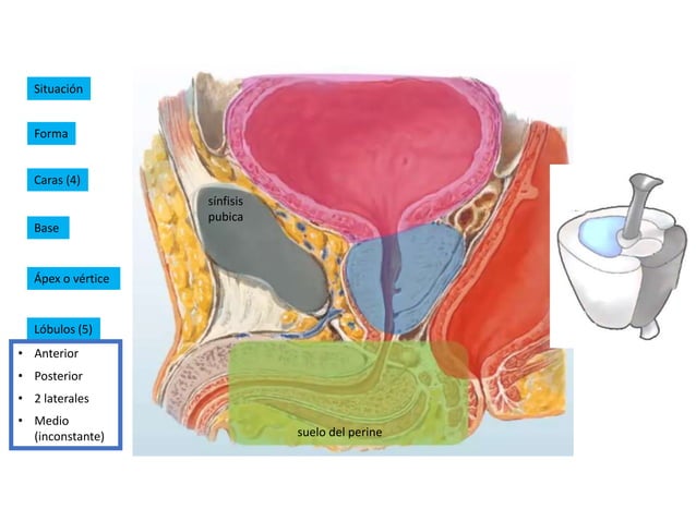 ANATOMIA DEL APARATO GENITOURINARIO MASCULINO.pptx