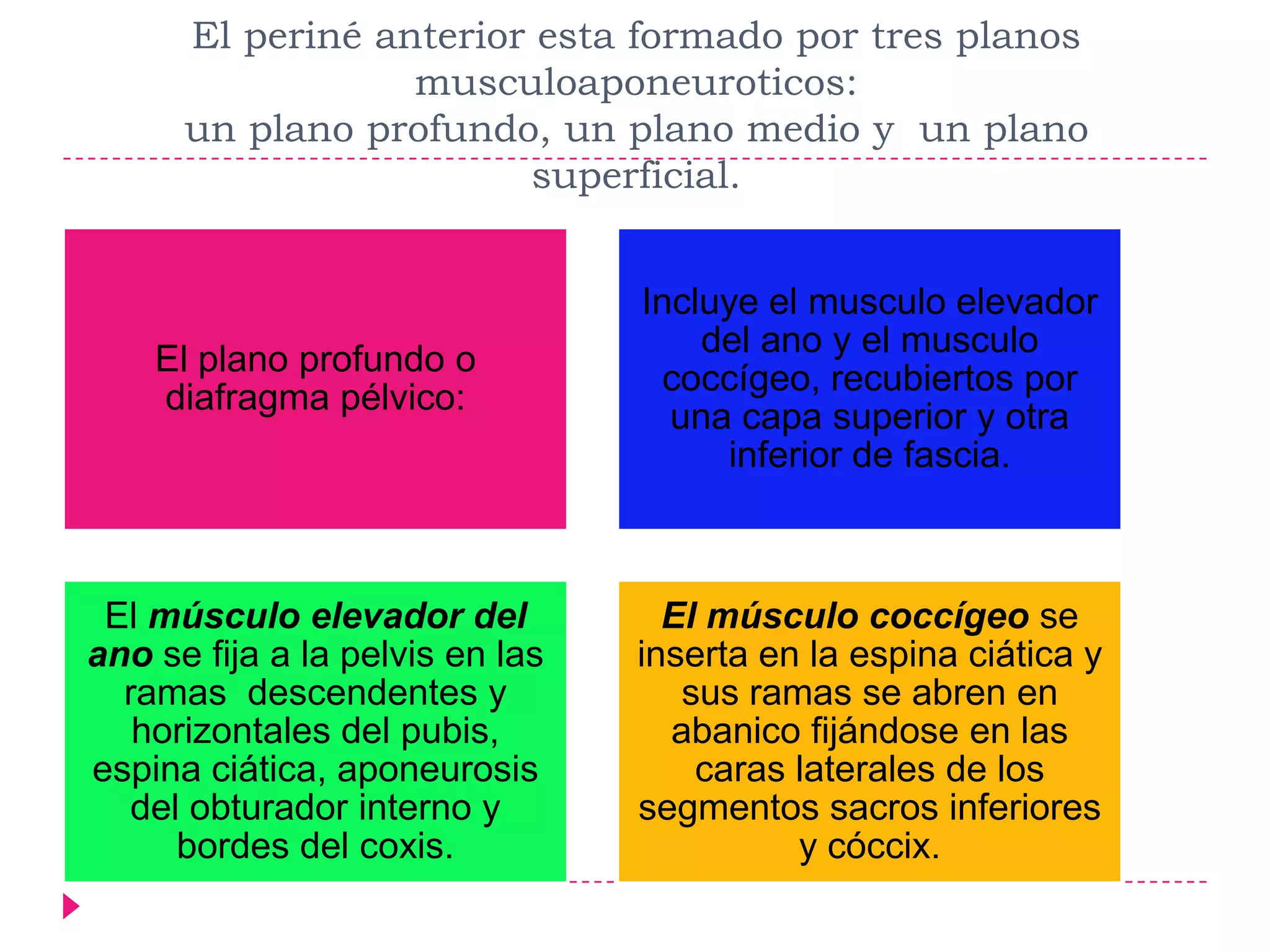 Anatomia del aparato reprod femen | PPT
