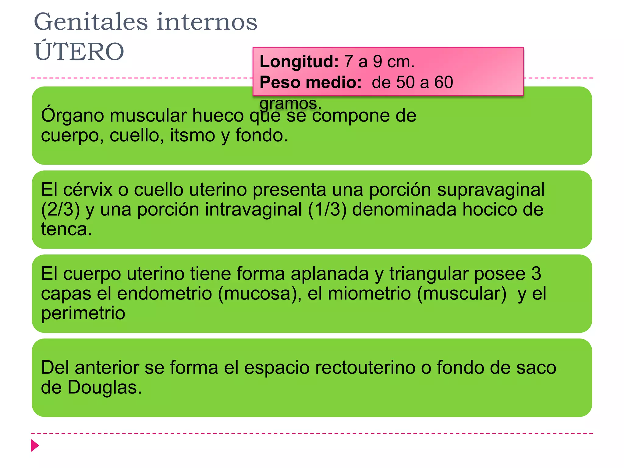 Anatomia del aparato reprod femen | PPT