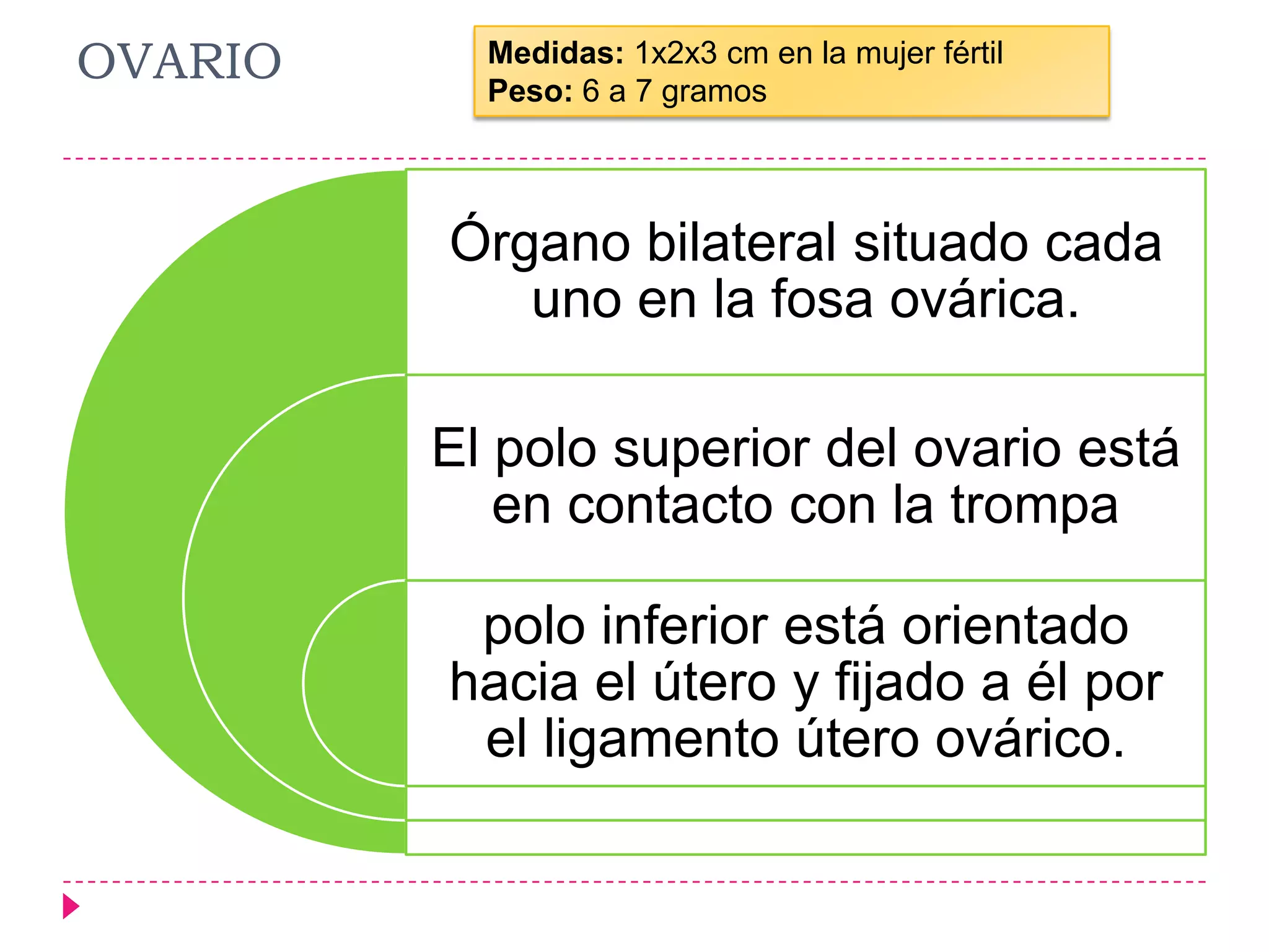 Anatomia del aparato reprod femen | PPT