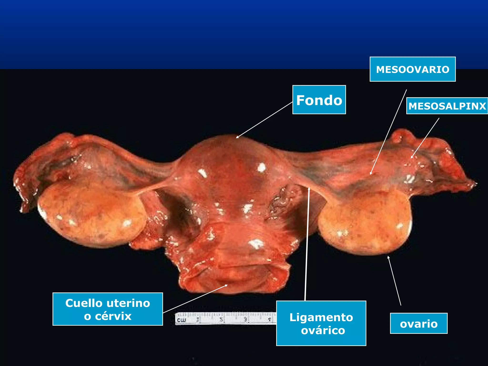 Anatomiadelaparatoreproductorfemenino | PPT