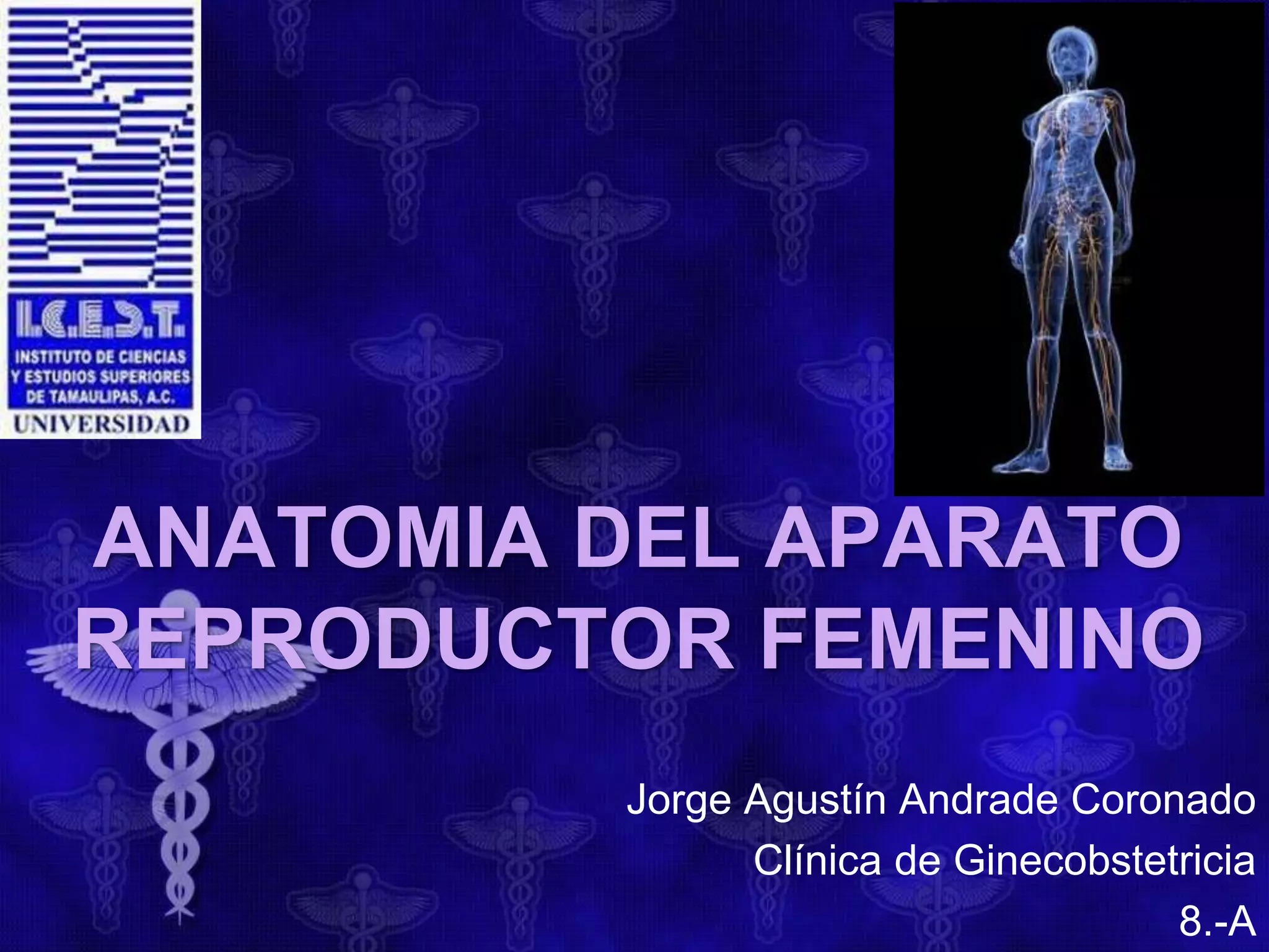 Ppt Anatomia Del Aparato Genital Femenino Powerpoint Presentation