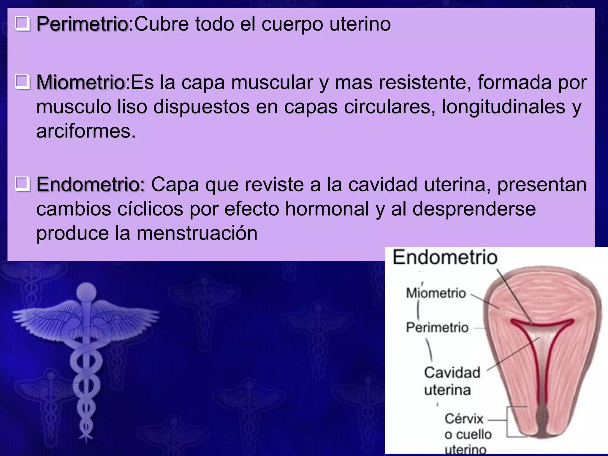 Anatomia del aparato reproductor femenino | PPTX