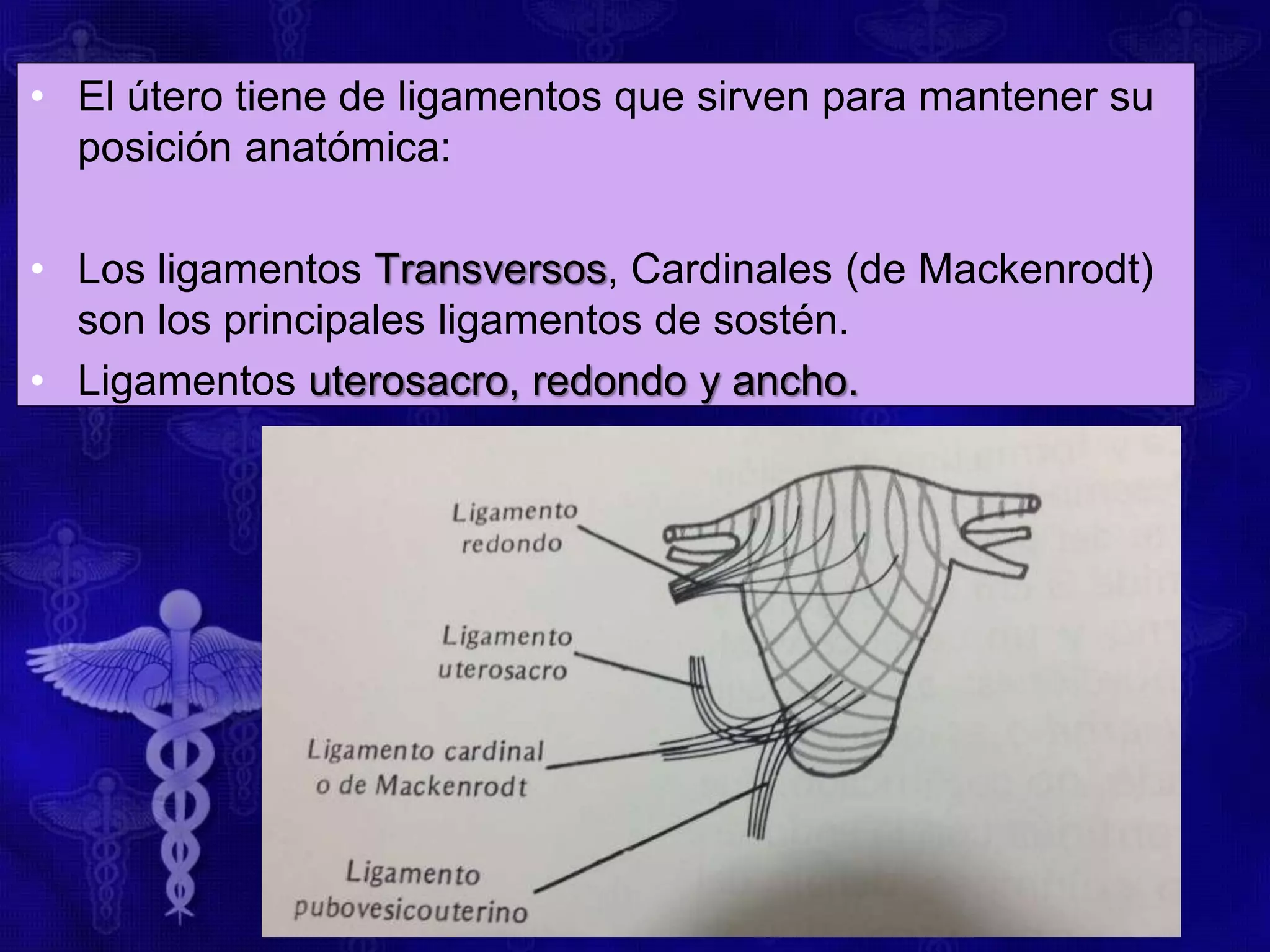 Anatomia del aparato reproductor femenino | PPTX