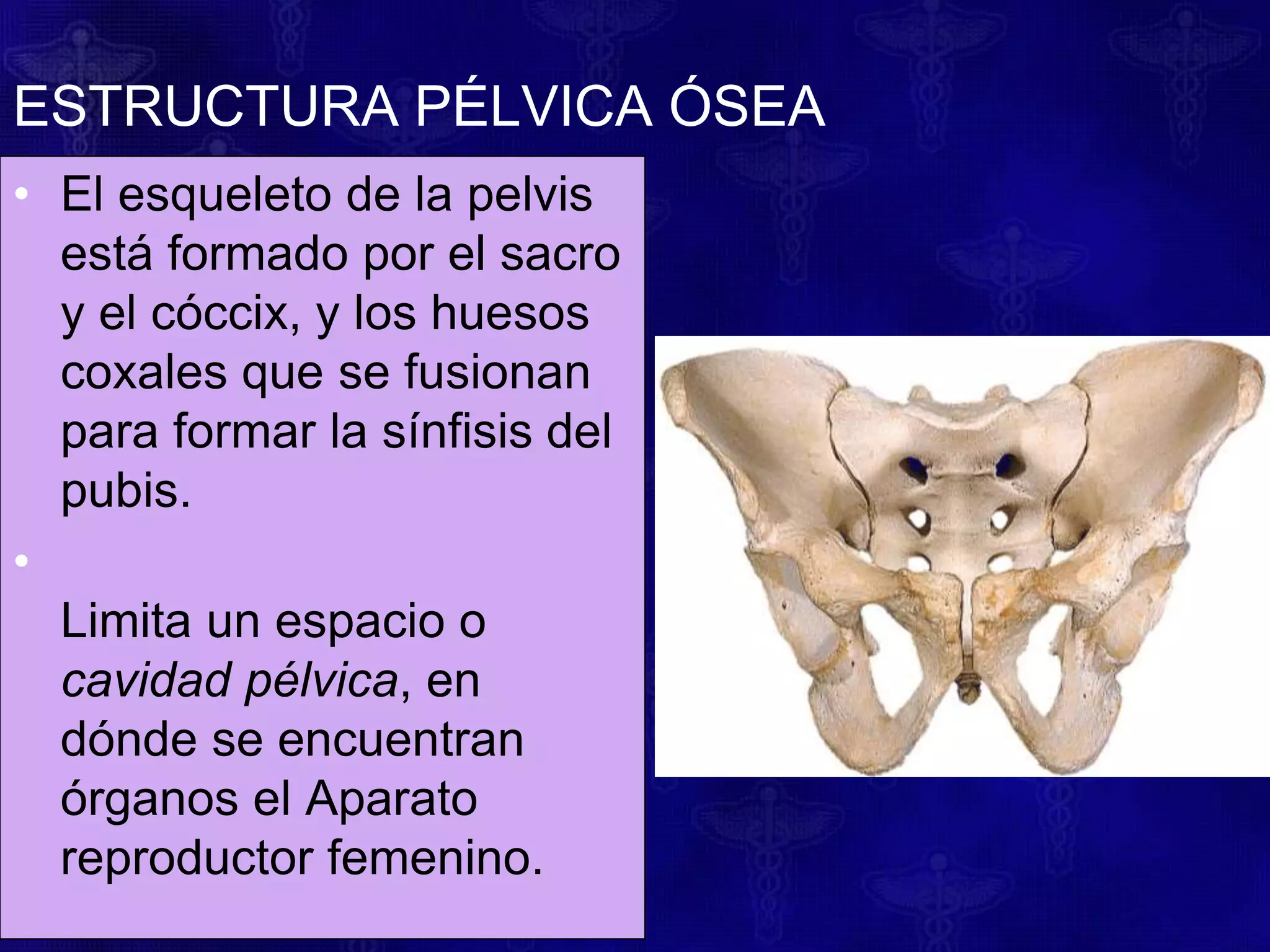 Anatomía Del órgano Femenino