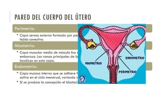ANATOMIA DEL APARATO REPRODUCTOR FEMENINO.pptx