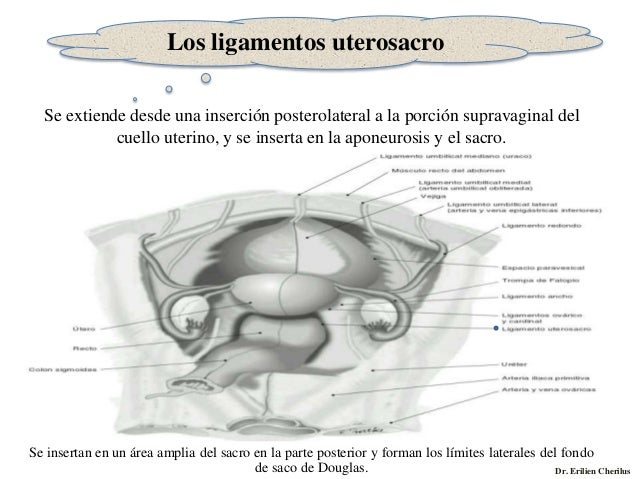 Anatomia del Aparato Seproductor Femenino - Parte II