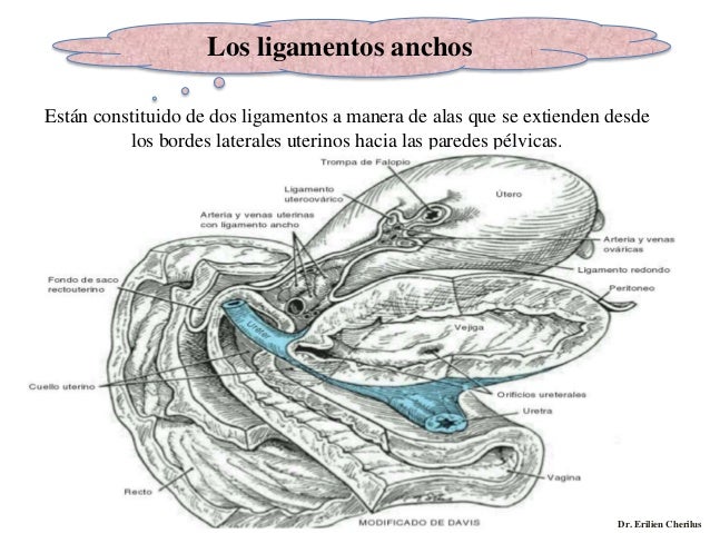 Anatomia del Aparato Seproductor Femenino - Parte II