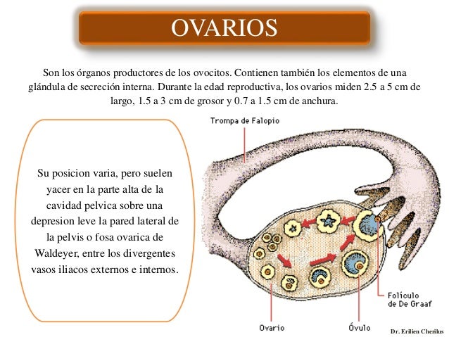 Anatomia del Aparato Seproductor Femenino - Parte II