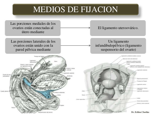 Anatomia del Aparato Seproductor Femenino - Parte II
