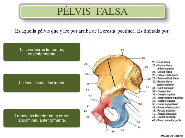 Anatomia del Aparato Seproductor Femenino - Parte II