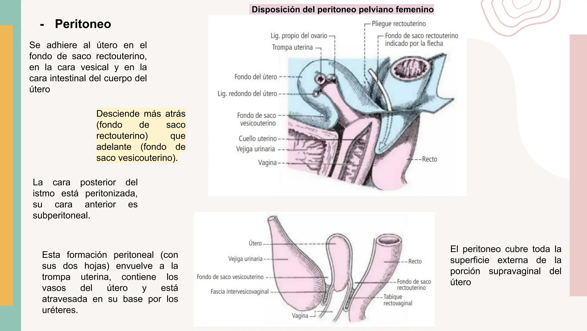 ANATOMIA DEL APARATO REPRODUCTOR FEMENINO (1).pdf