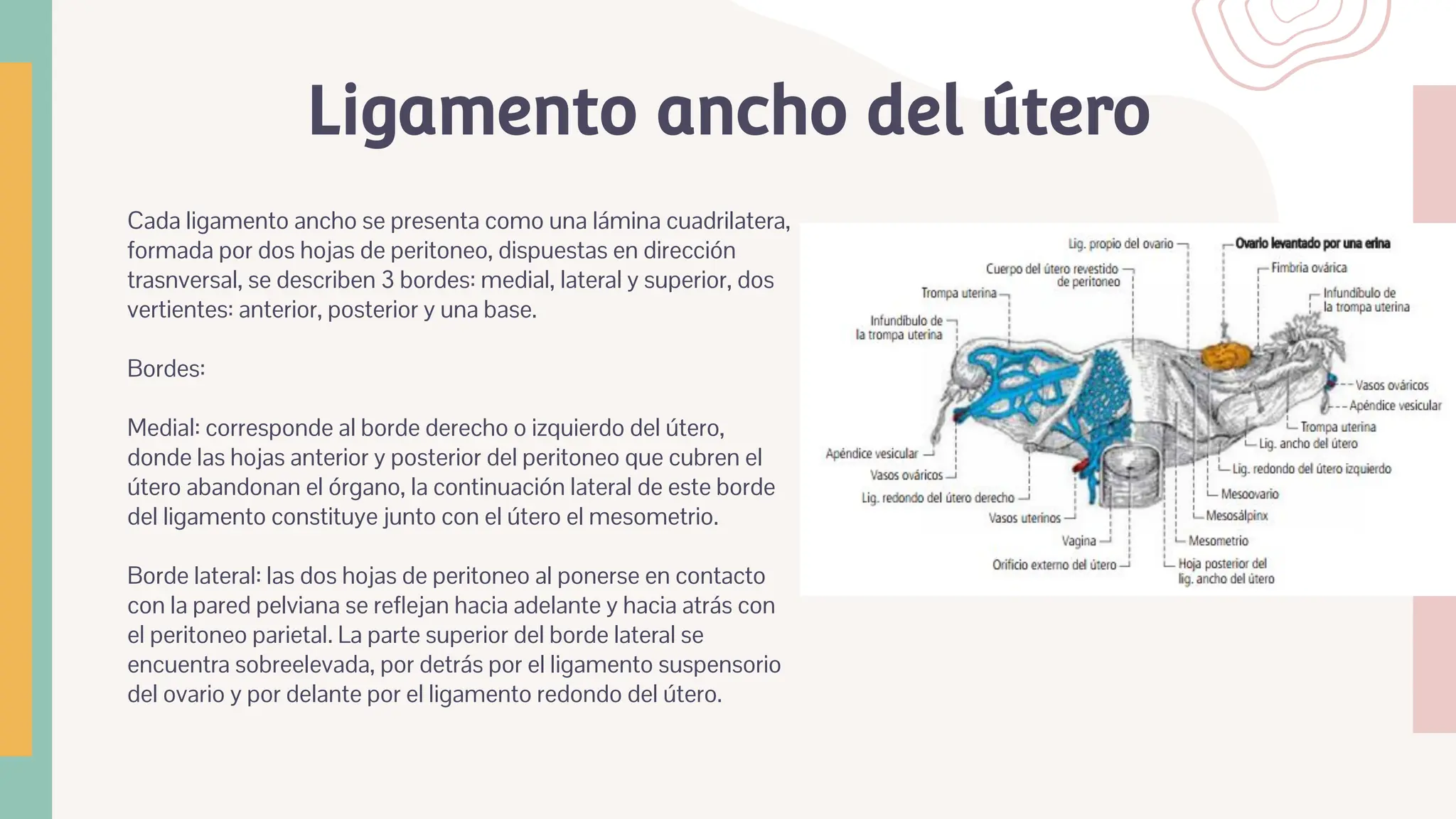 ANATOMIA DEL APARATO REPRODUCTOR FEMENINO (1).pdf