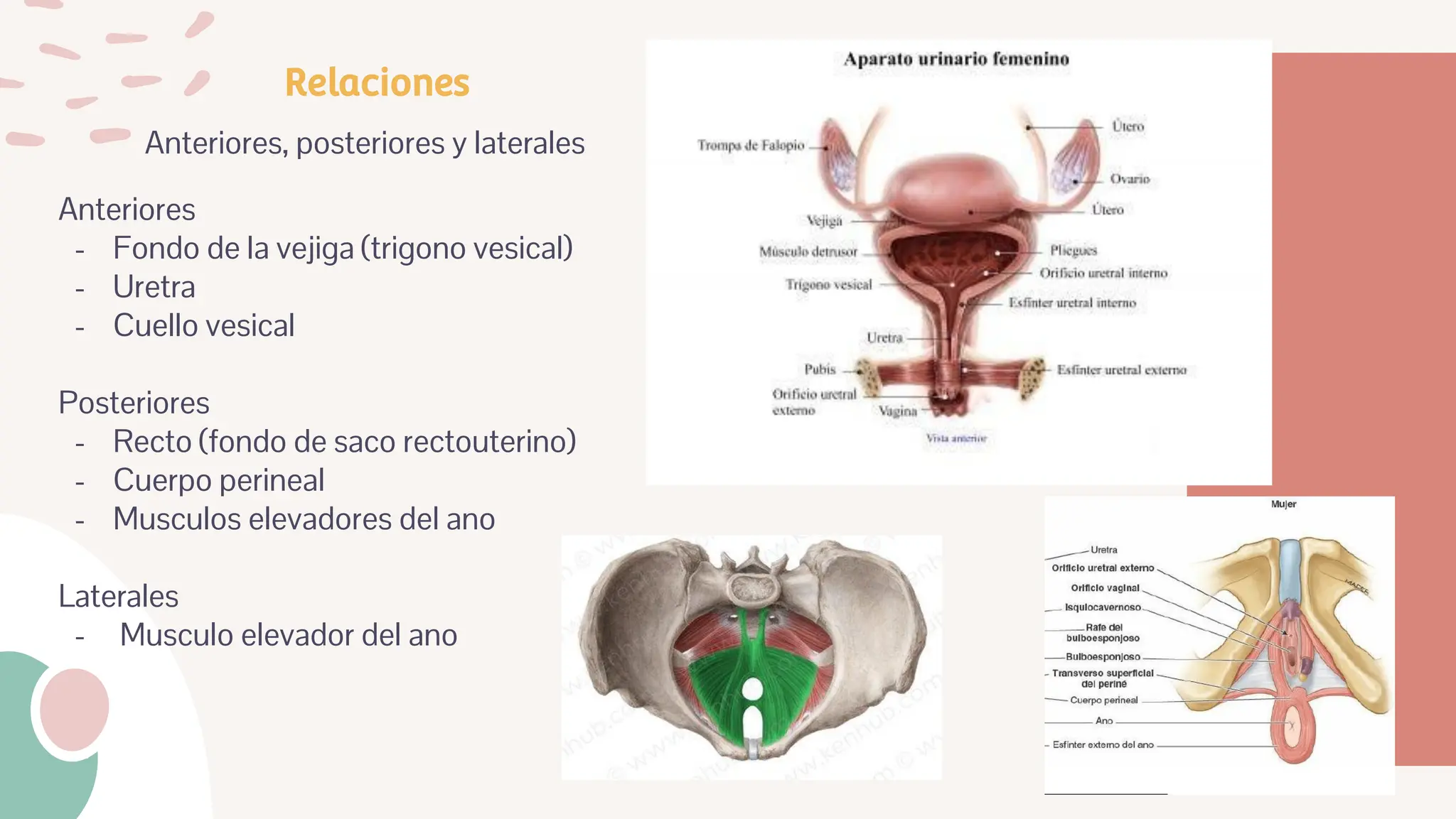 ANATOMIA DEL APARATO REPRODUCTOR FEMENINO (1).pdf