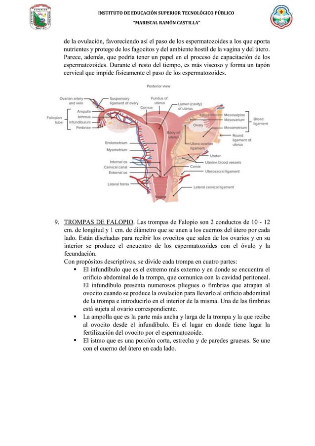 Anatomia Del Aparato Reproductor Femenino