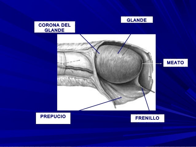 Músculo Retractor Del Pene , La función del pene, anatomía y problemas ...