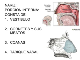 Anatomia del aparato respiratorio | PPT