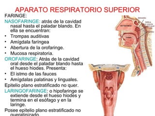 Anatomia del aparato respiratorio | PPT