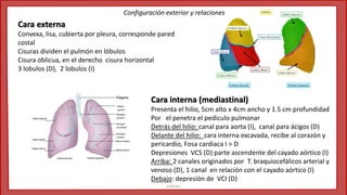 Anatomia del aparato respiratorio | PPTX