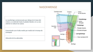 ANATOMIA DEL APARATO RESPIRATORIO PRIMERA PARTE | PPTX