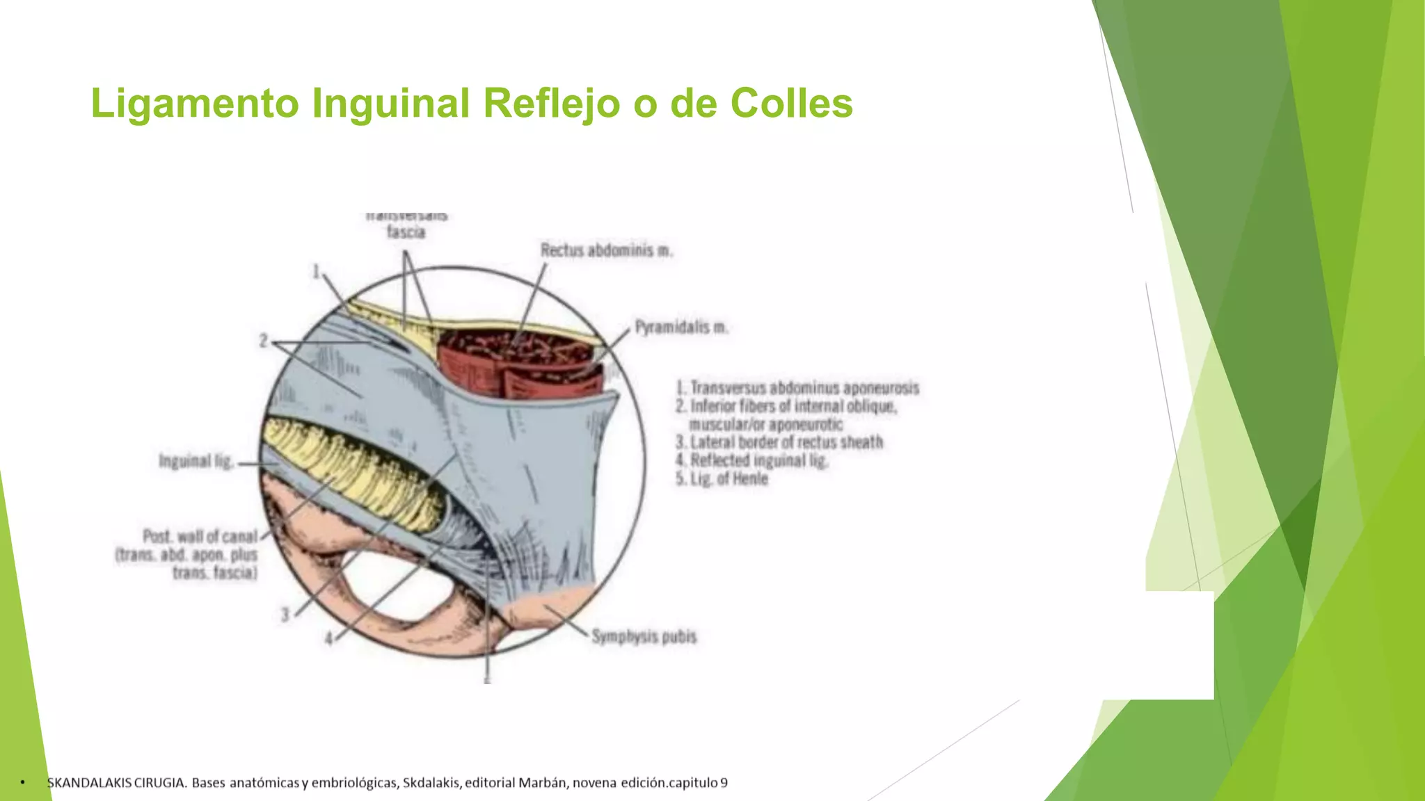 ANATOMIA DE LA PARED ABDOMIAL Y REGION INGUINAL B.pptx