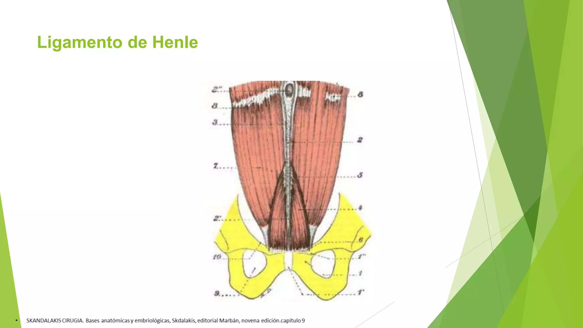 ANATOMIA DE LA PARED ABDOMIAL Y REGION INGUINAL B.pptx