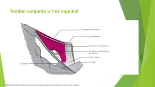 ANATOMIA DE LA PARED ABDOMIAL Y REGION INGUINAL B.pptx