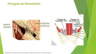 ANATOMIA DE LA PARED ABDOMIAL Y REGION INGUINAL B.pptx