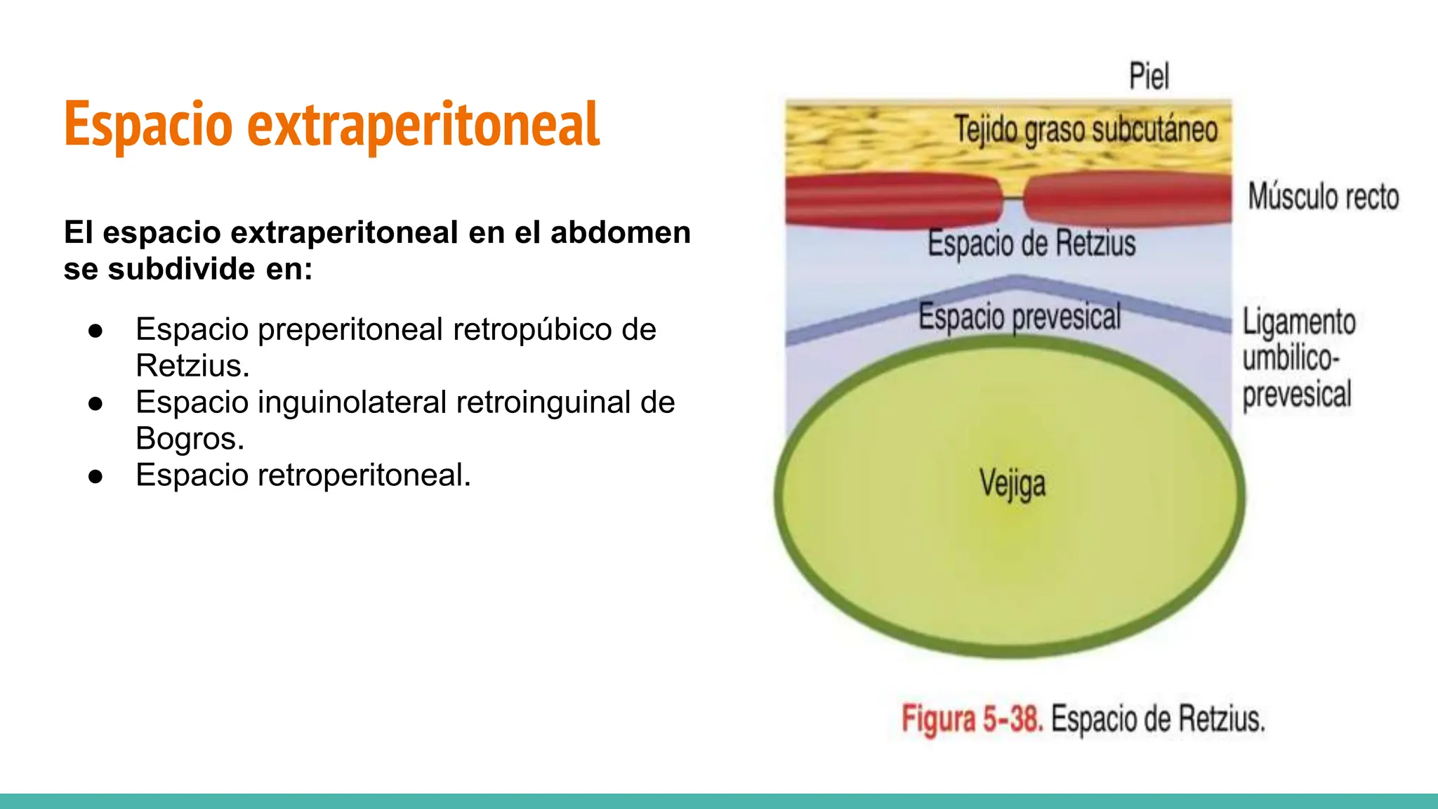 Anatomia de la pared anterolateral del abdomen y region inguinal (env).pptx