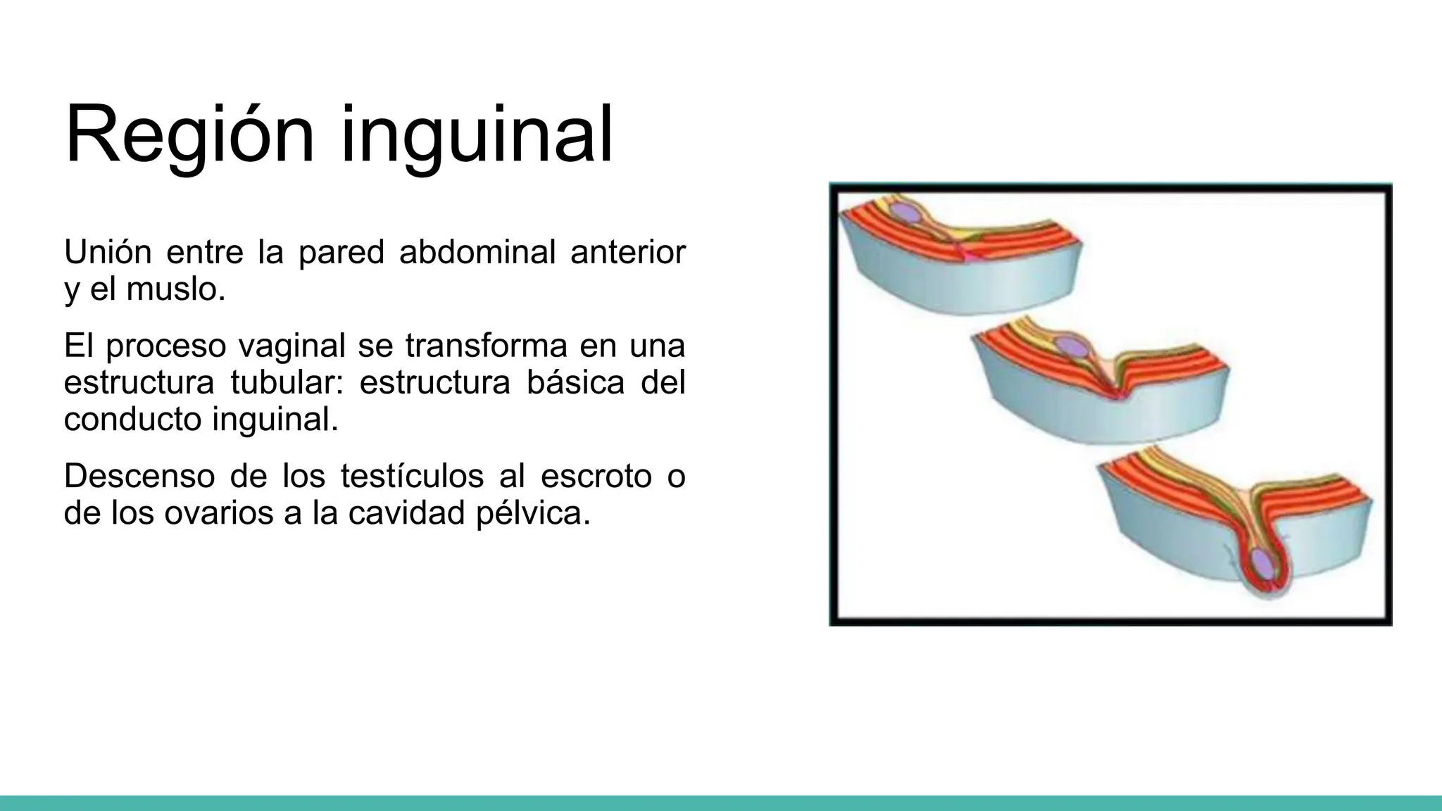 Anatomia de la pared anterolateral del abdomen y region inguinal (env).pptx