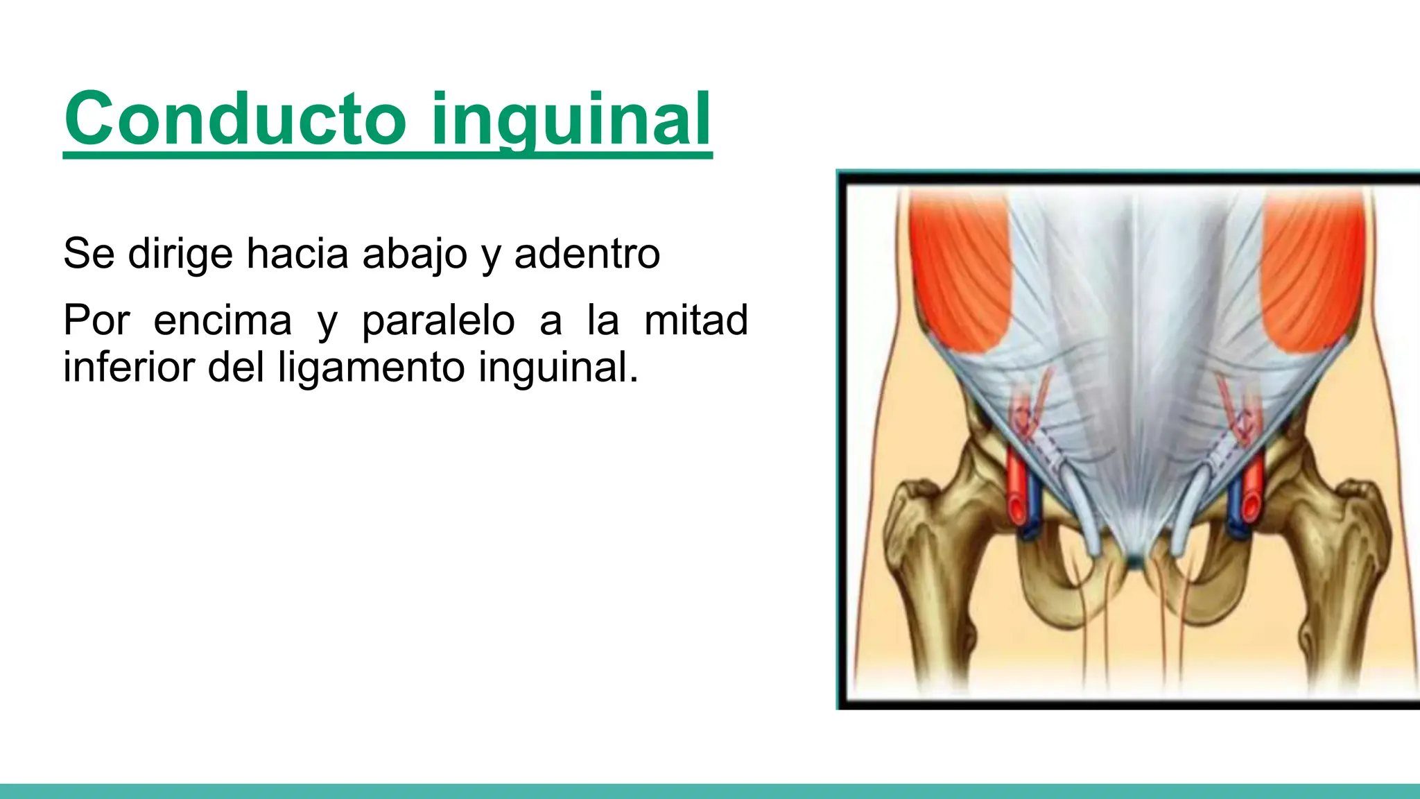 Anatomia de la pared anterolateral del abdomen y region inguinal (env).pptx
