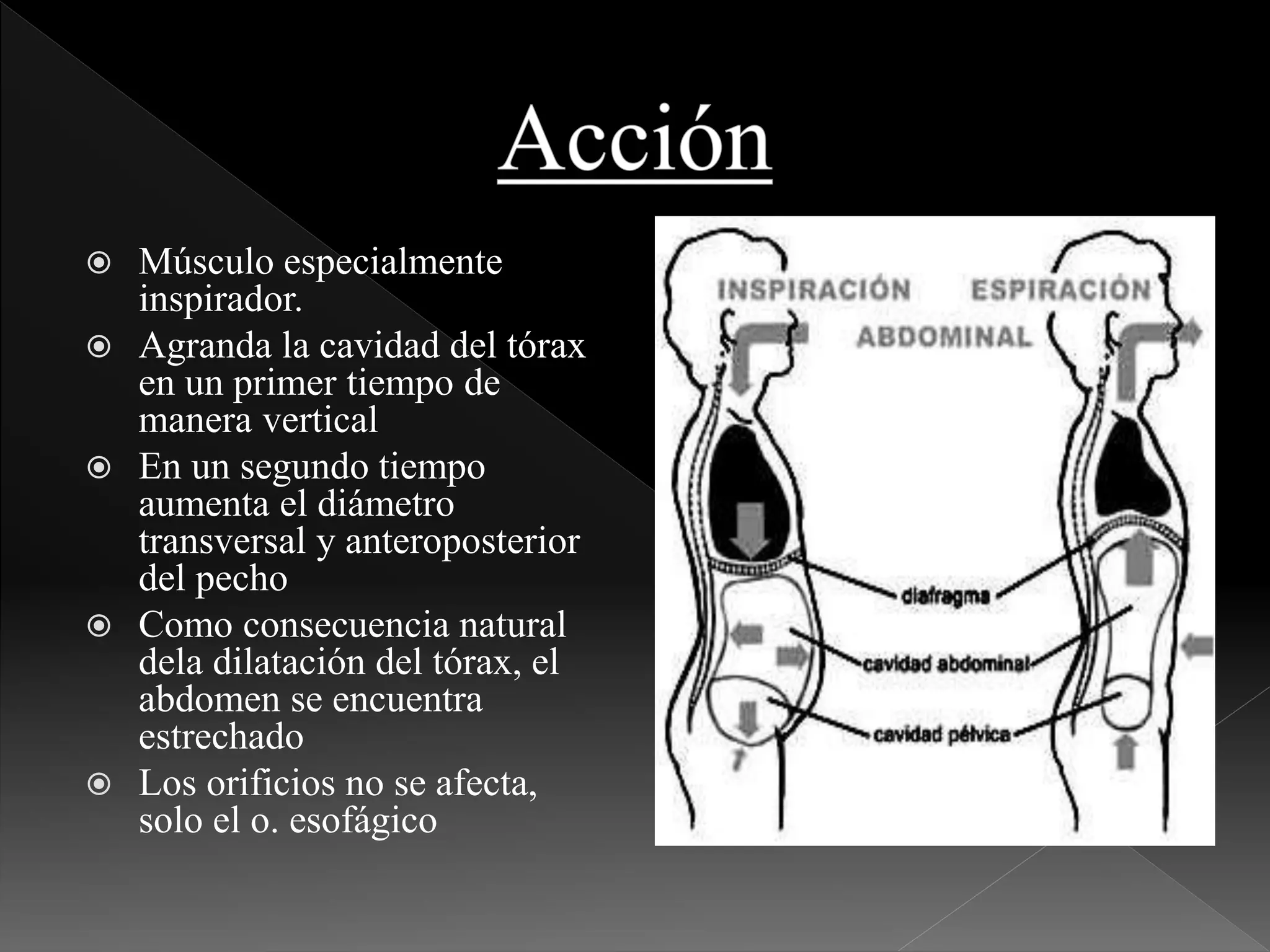 ANATOMIA DE LA PARED TORACICA JUAN.pptx