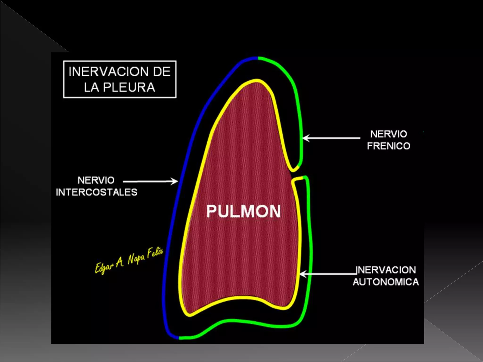ANATOMIA DE LA PARED TORACICA JUAN.pptx