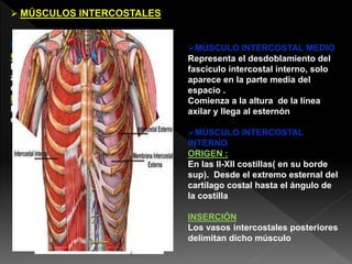 ANATOMIA DE LA PARED TORACICA JUAN.pptx
