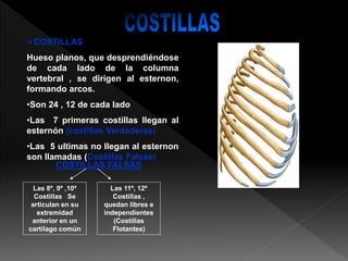 ANATOMIA DE LA PARED TORACICA JUAN.pptx