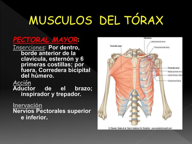 ANATOMIA DE LA PARED TORACICA JUAN.pptx