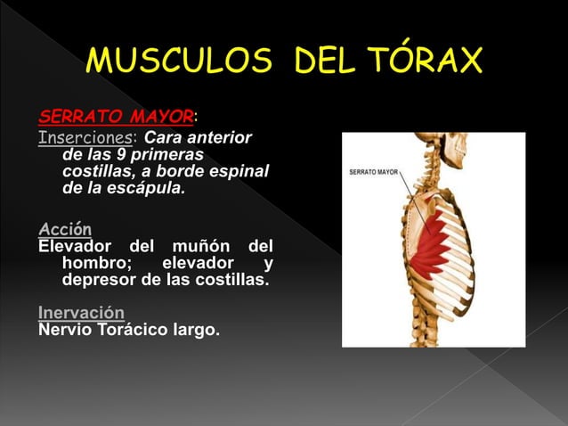 ANATOMIA DE LA PARED TORACICA JUAN.pptx